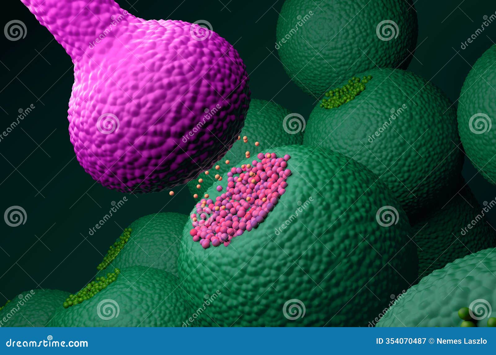 Postsynaptic Neuron Receptors Receive Emitted Neurotransmitters from ...