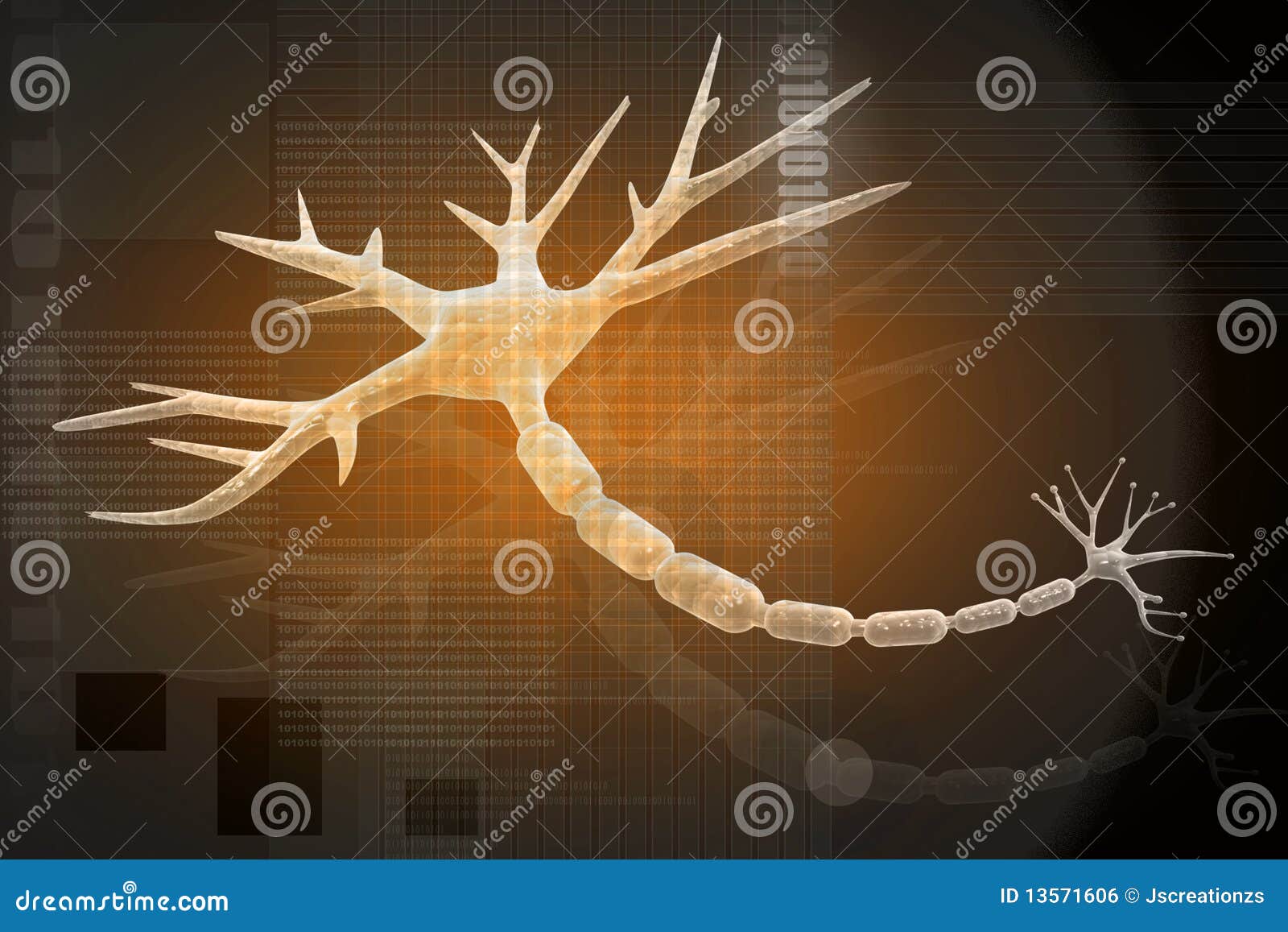 NEURON on orange stock illustration. Illustration of brain - 13571606
