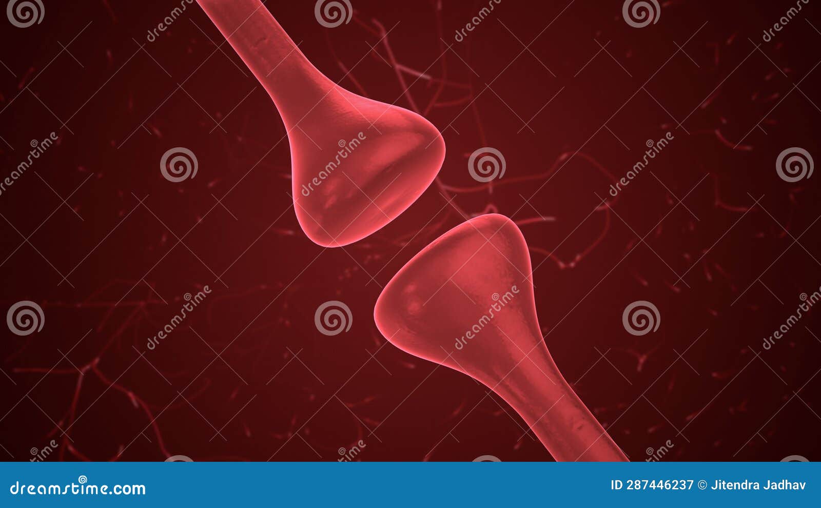 Neuron Receptor and Synapse Activity Stock Image - Image of neuron ...