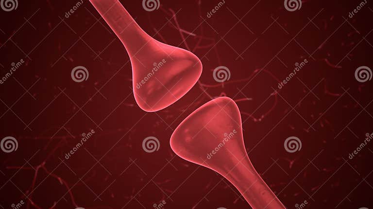 Neuron Receptor and Synapse Activity Stock Image - Image of neuron ...