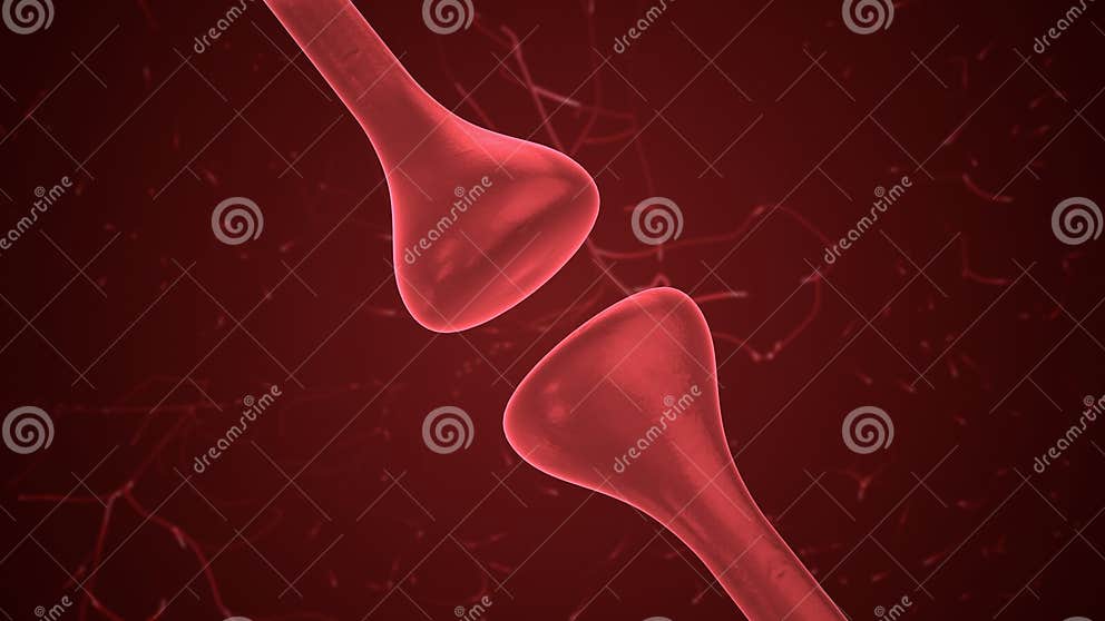 Neuron Receptor and Synapse Activity Stock Image - Image of neuron ...
