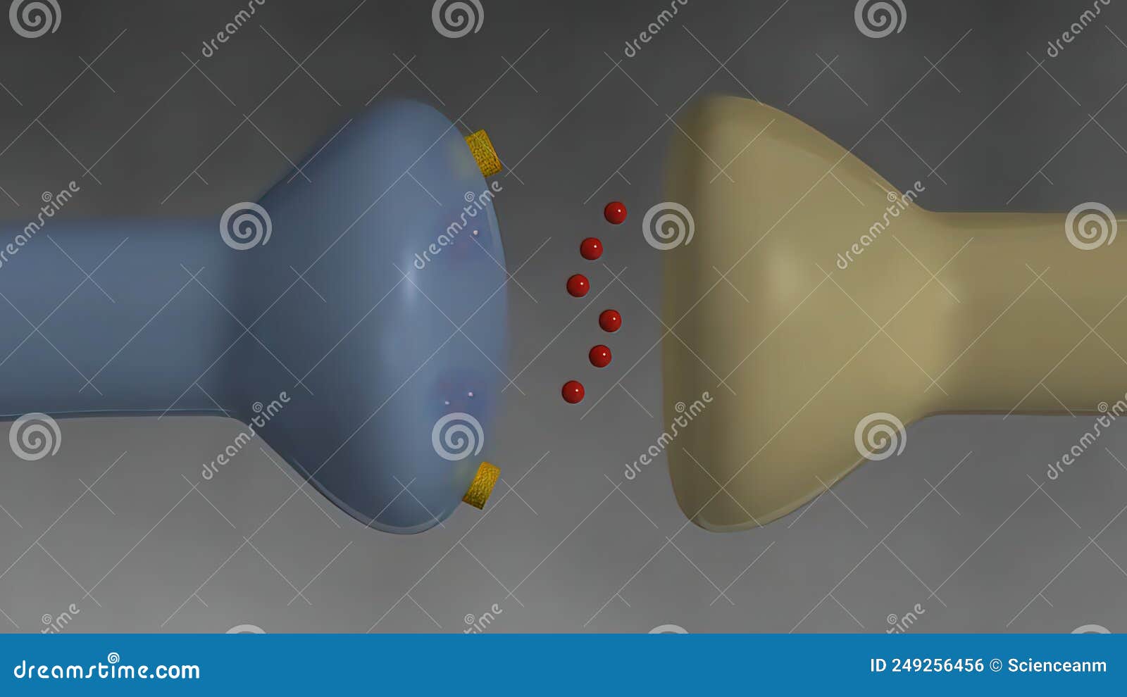 Neuron Releasing Neurotransmitters That Attach To Receptors On Adjacent ...
