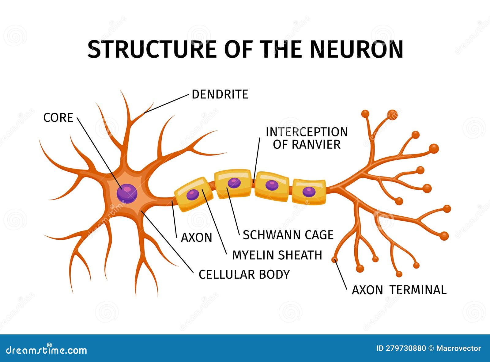 Neuron Structure Anatomy Composition Vector Illustration ... Neuron Structure Anatomy Composition Vector Illustration ...
