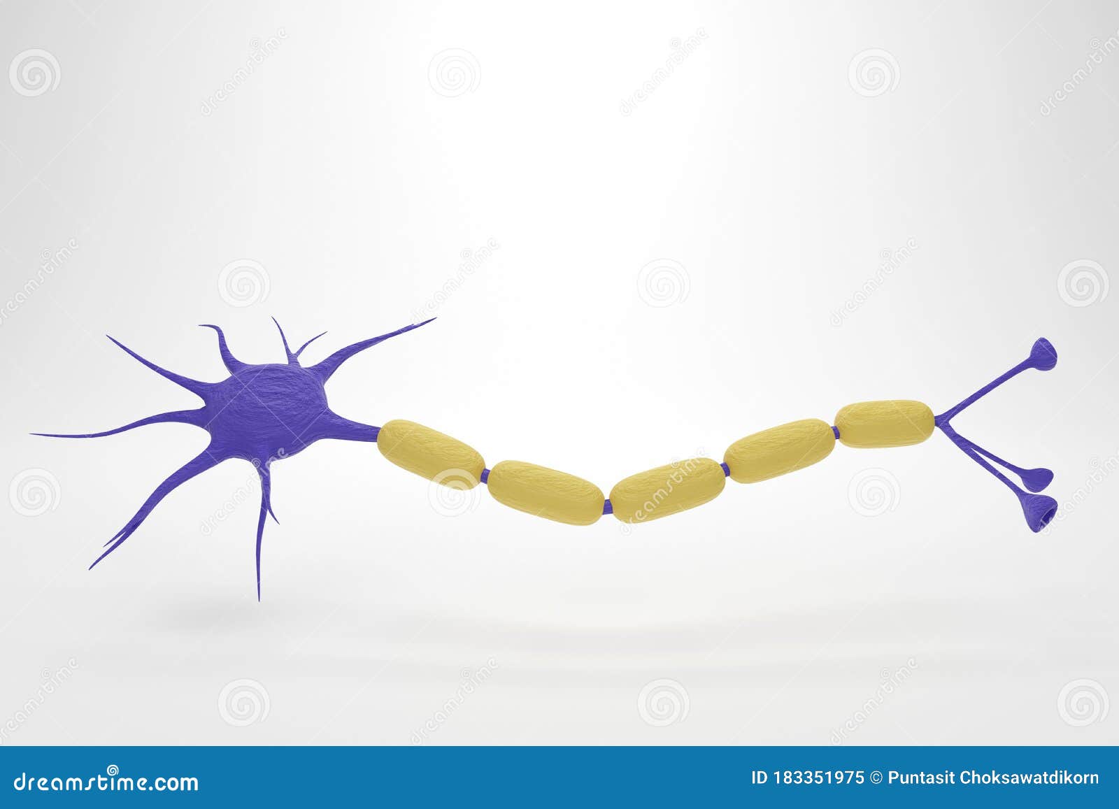 Neuron Structure. Description Of The Anatomy Of The Neuron Of The Brain ...
