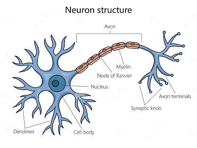 Neuron Structure Diagram Medical Science Stock Vector - Illustration of ...