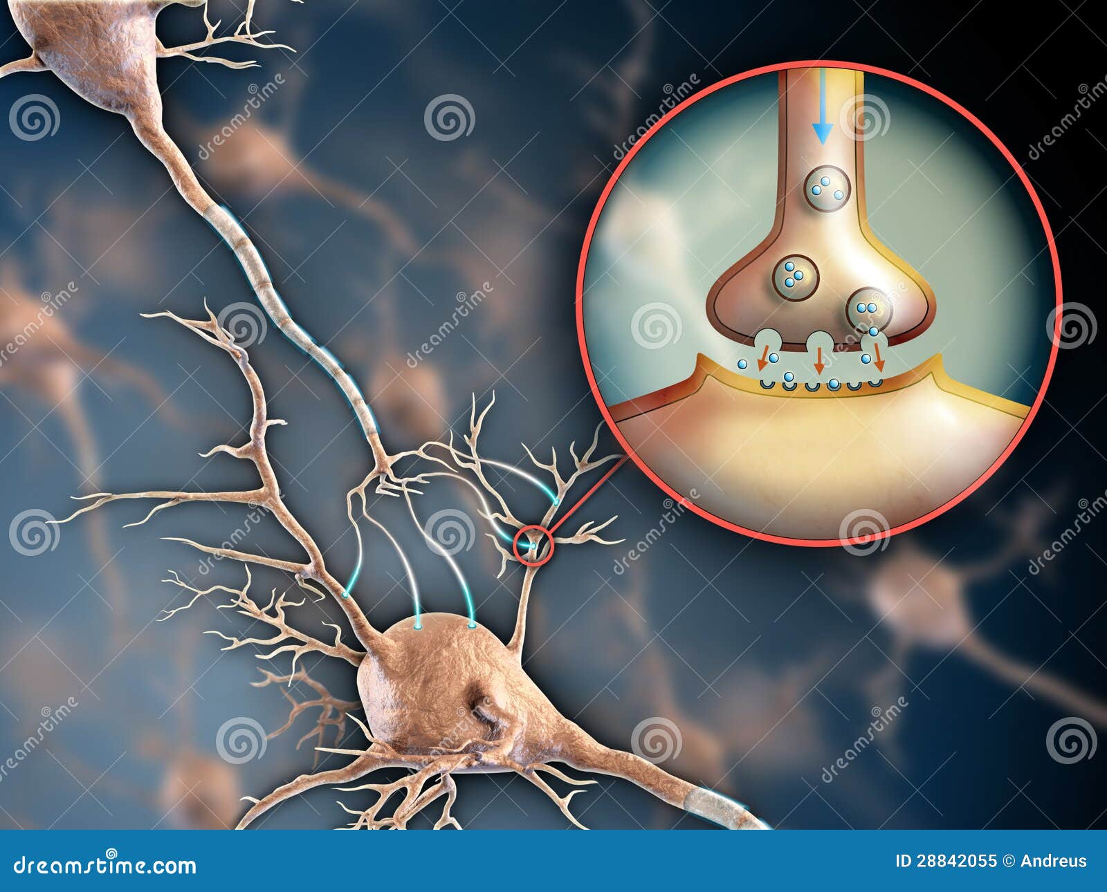 Neuron synapse stock illustration. Illustration of depression - 28842055