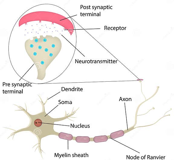 Neuron and Synapse Labeled Diagram Stock Vector - Illustration of ...