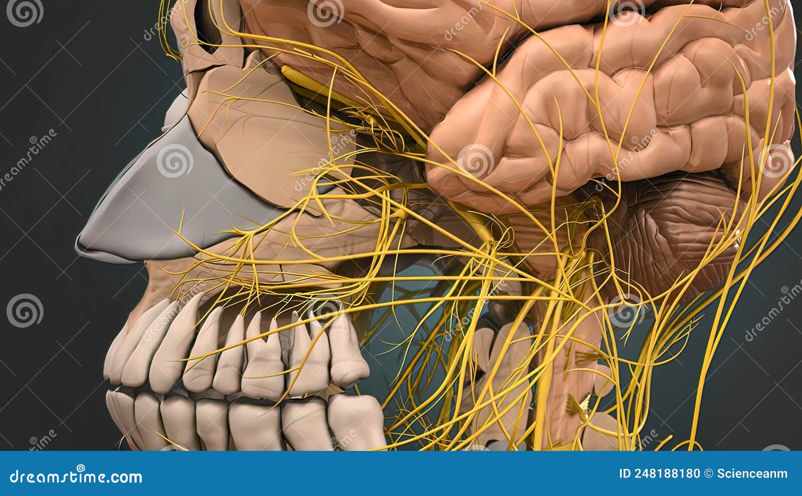 Neuron System in the Human Head Stock Illustration - Illustration of ...