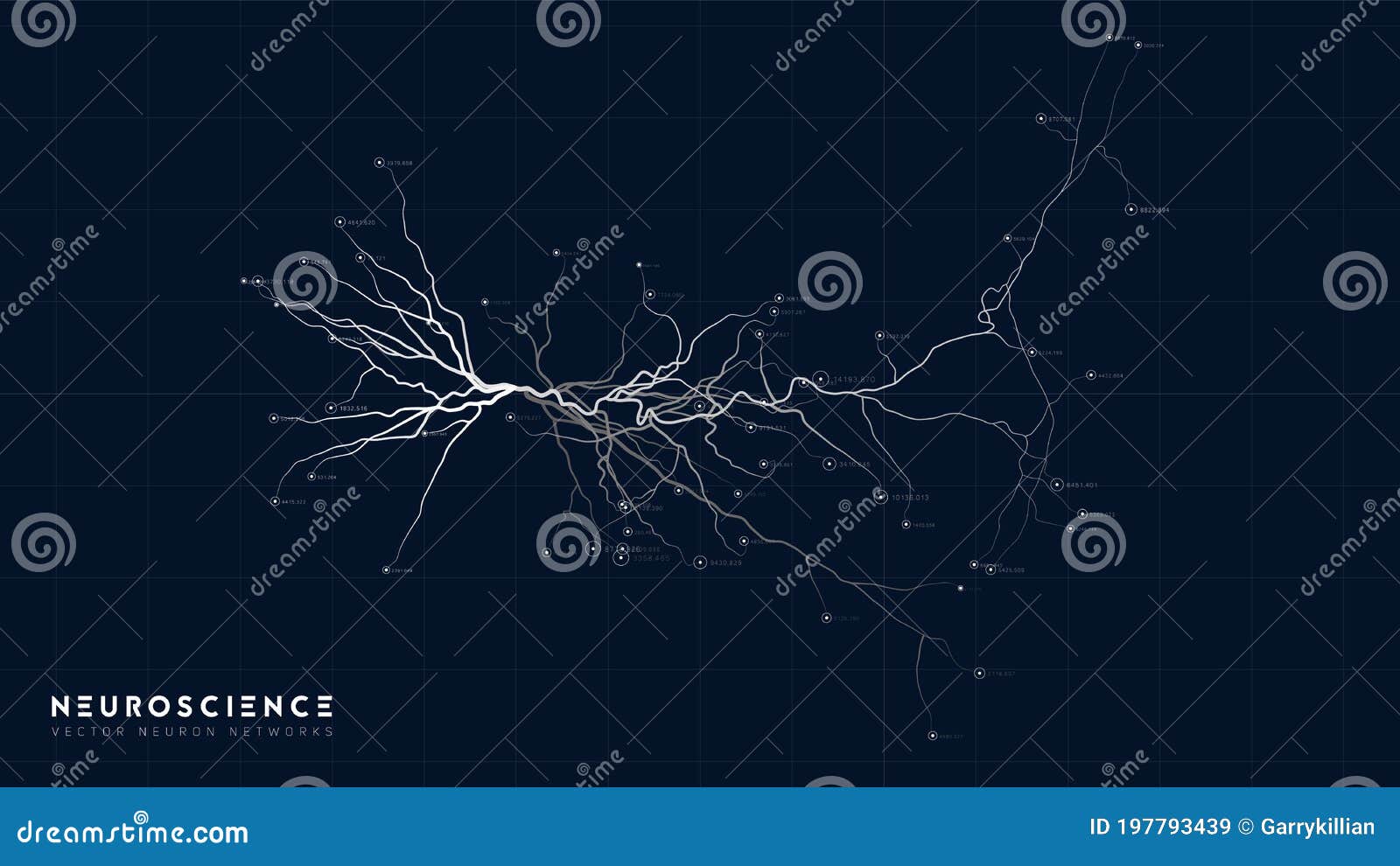 Neuron System Model. Neural Net Structure. Research of the Human Nerve ...