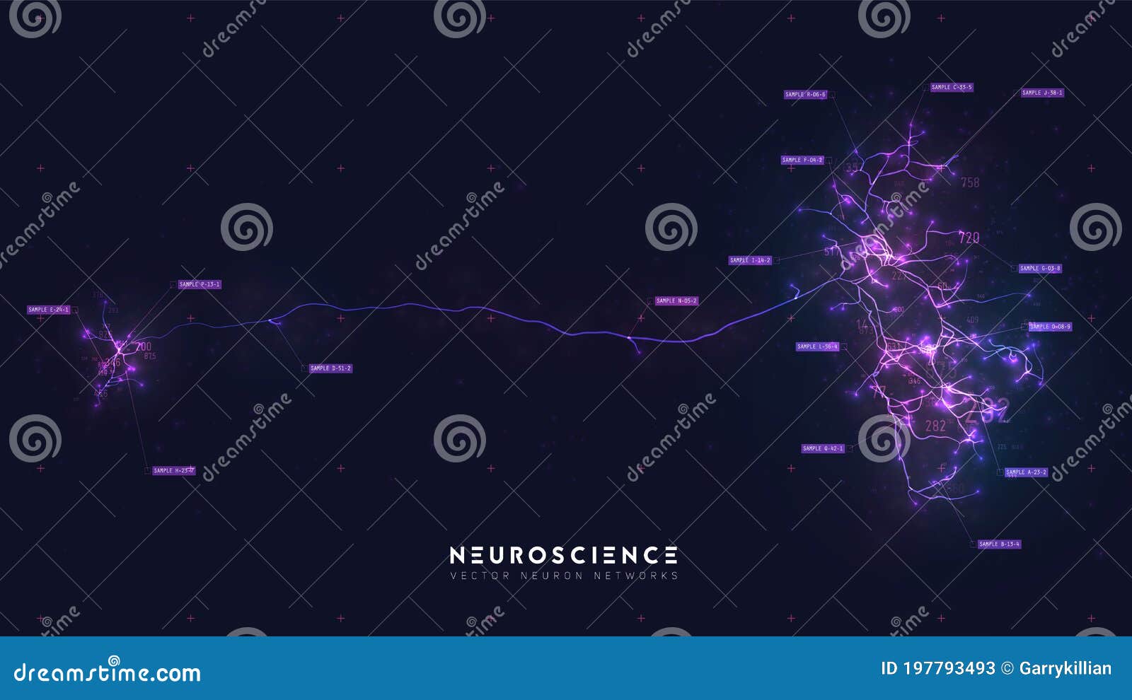 Neuron System Model. Neural Net Structure. Research of the Human Nerve ...