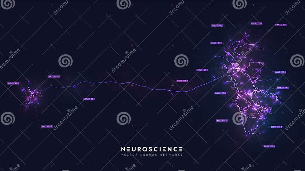 Neuron System Model. Neural Net Structure. Research of the Human Nerve ...