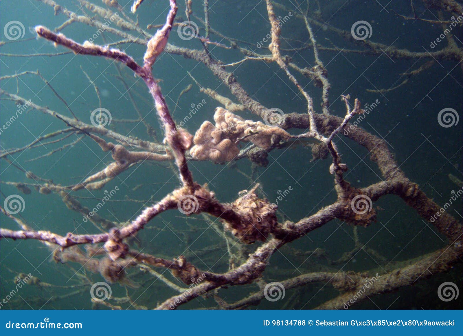 Neuron tree stock photo. Image of yellow, lake, river - 98134788