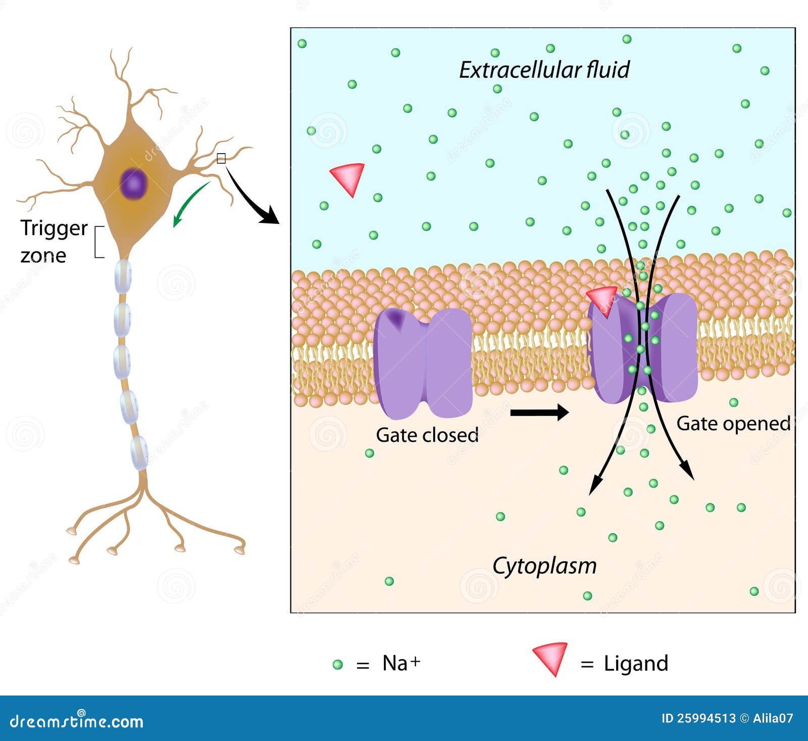 Neuron Und Lokales Potenzial Vektor Abbildung - Illustration von gehirn ...