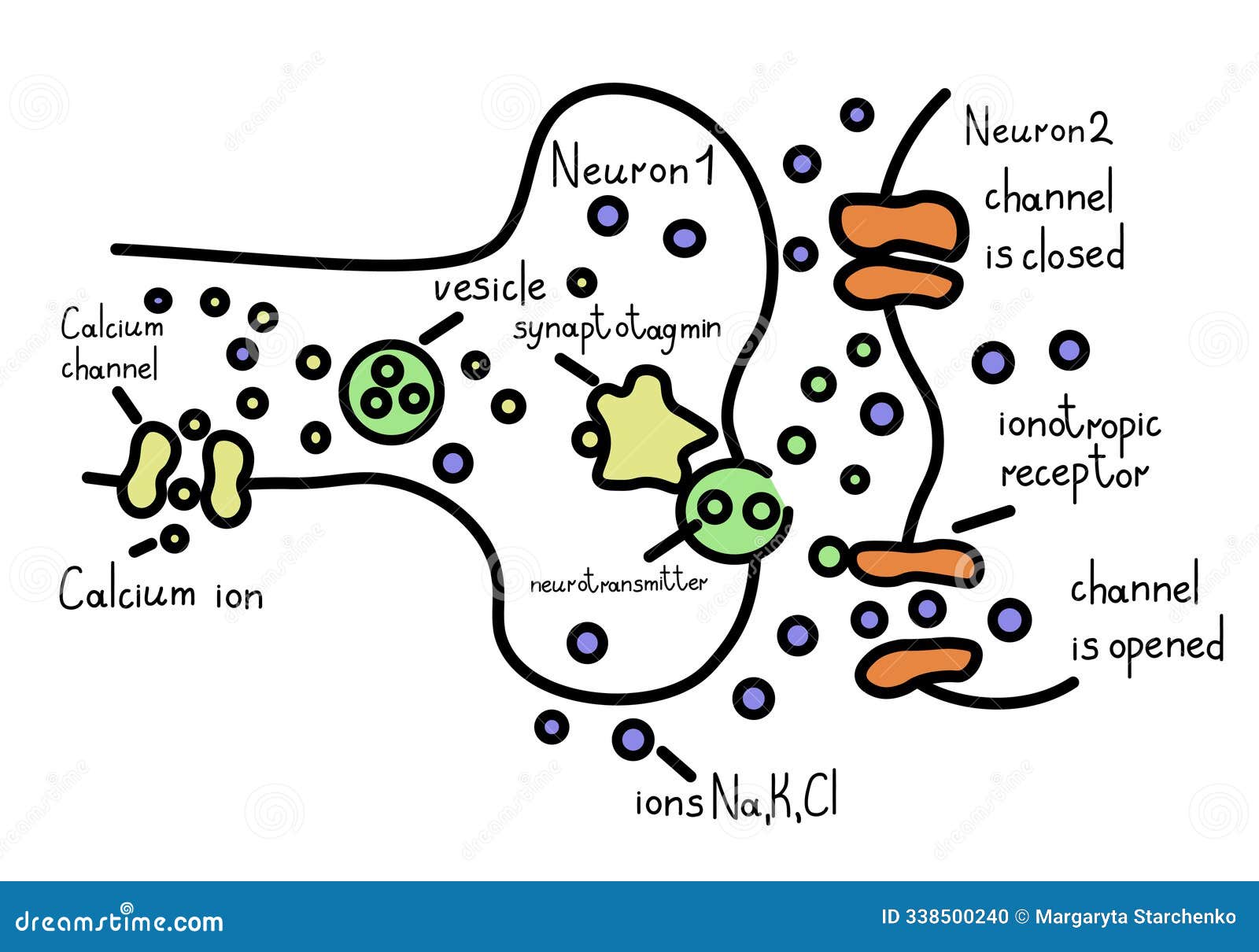 Neuron vector illustration stock illustration. Illustration of ...