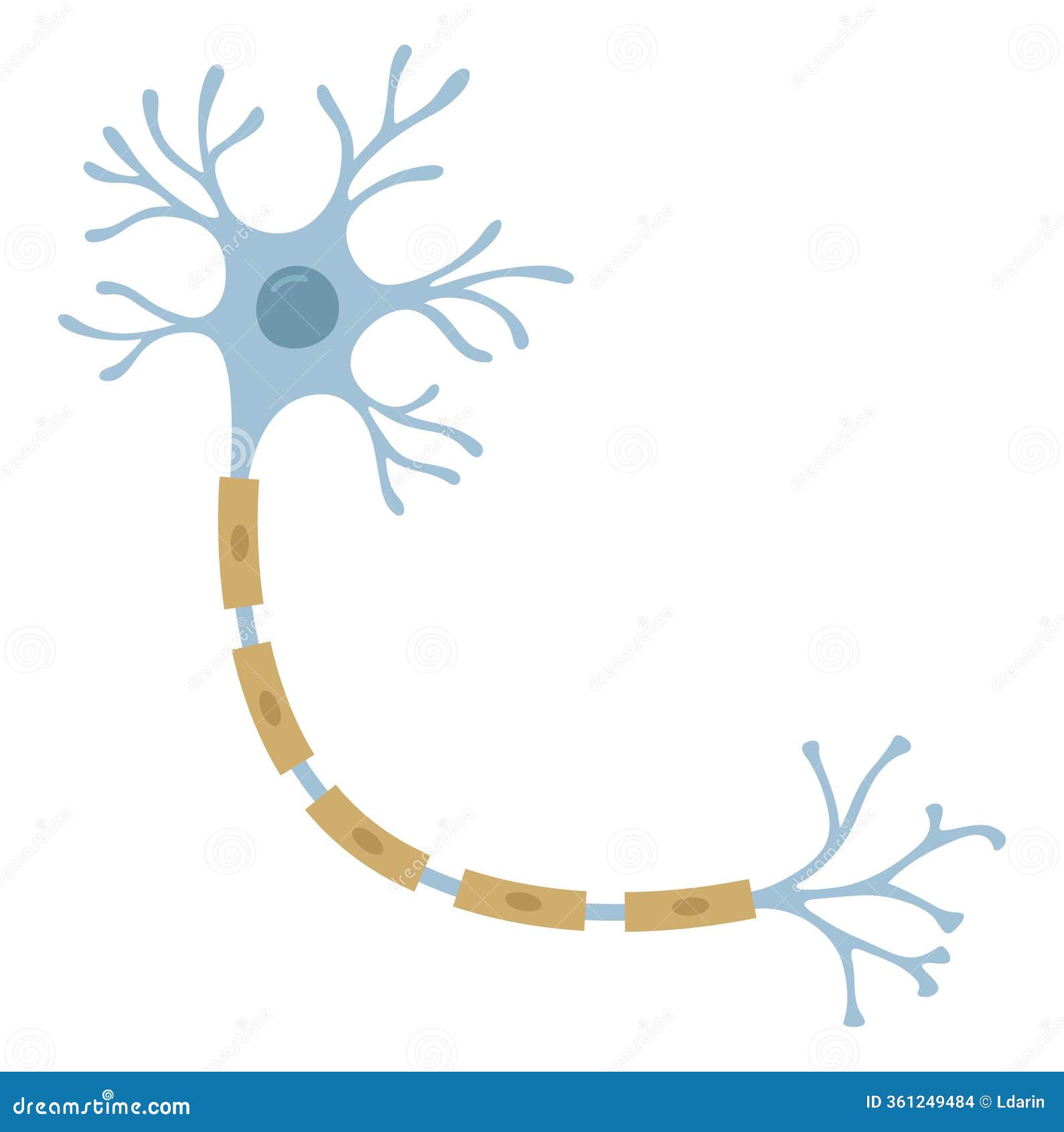Vector Illustration of Neuron Cell Stock Vector - Illustration of ...