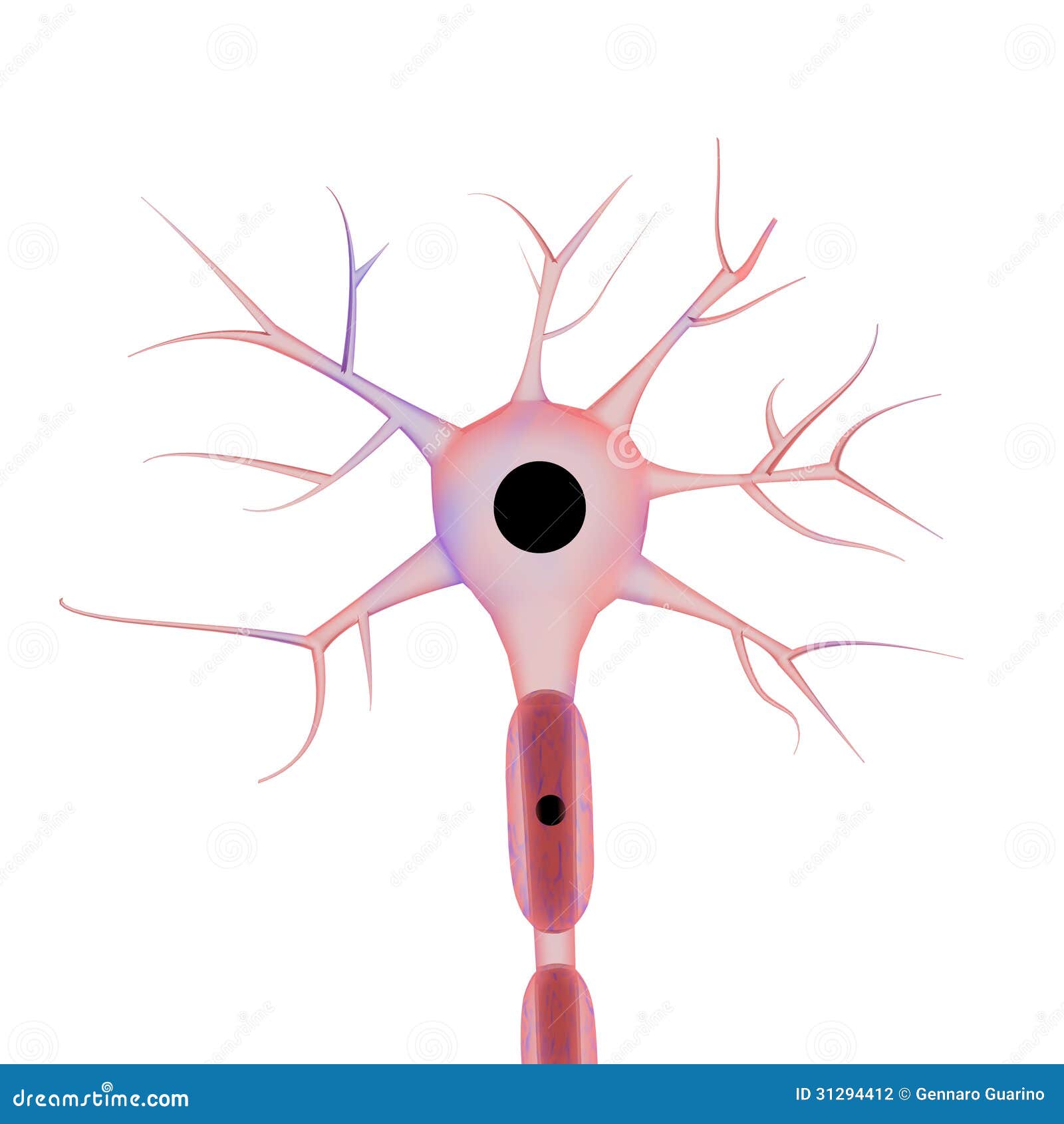 Neurona en el fondo blanco stock de ilustración. Ilustración de cerebro ...