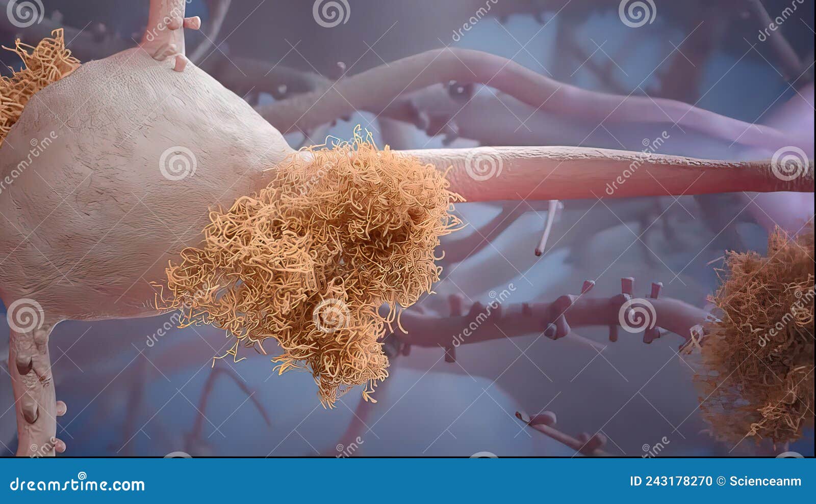 Schwann Cells. Structure Of Neurolemmocytes. Vector Illustration ...