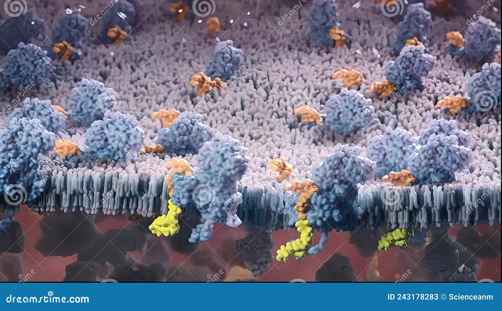Schwann Cells. Structure Of Neurolemmocytes. Vector Illustration ...