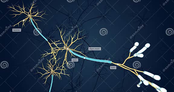 The Neuronal Network in ADHD Stock Illustration - Illustration of ...