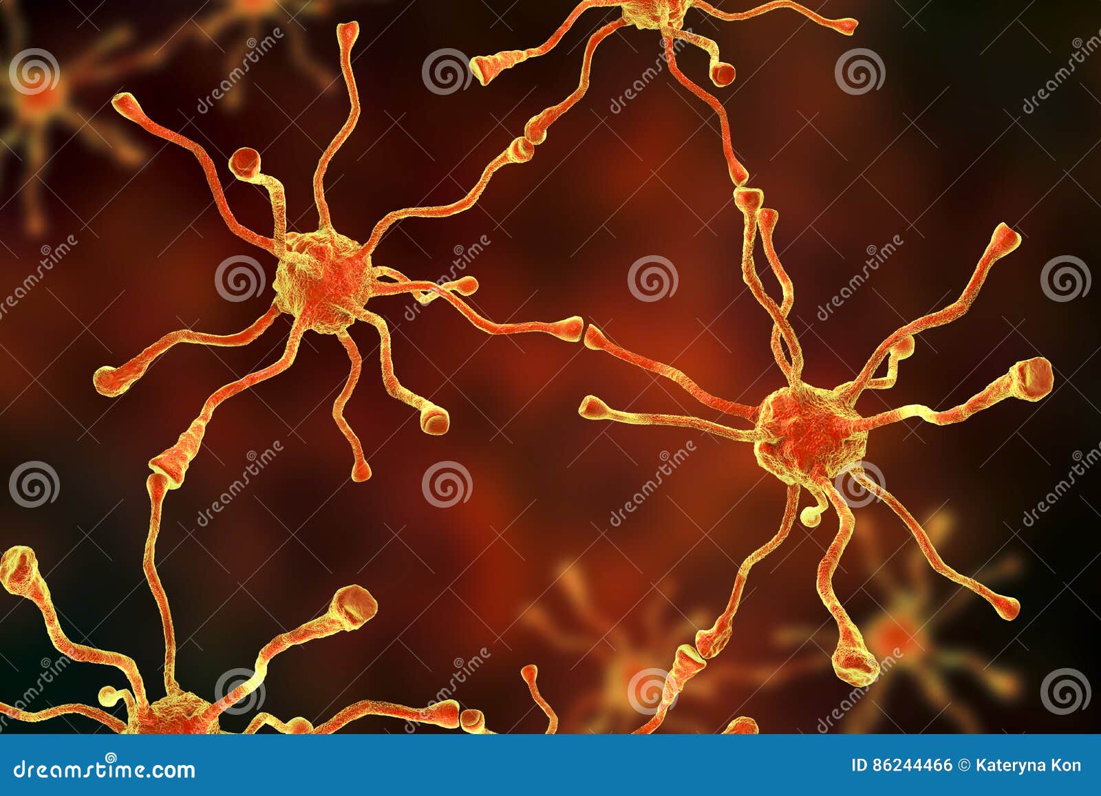 Neuronal Synapses, Brain Cells Stock Illustration - Illustration of ...