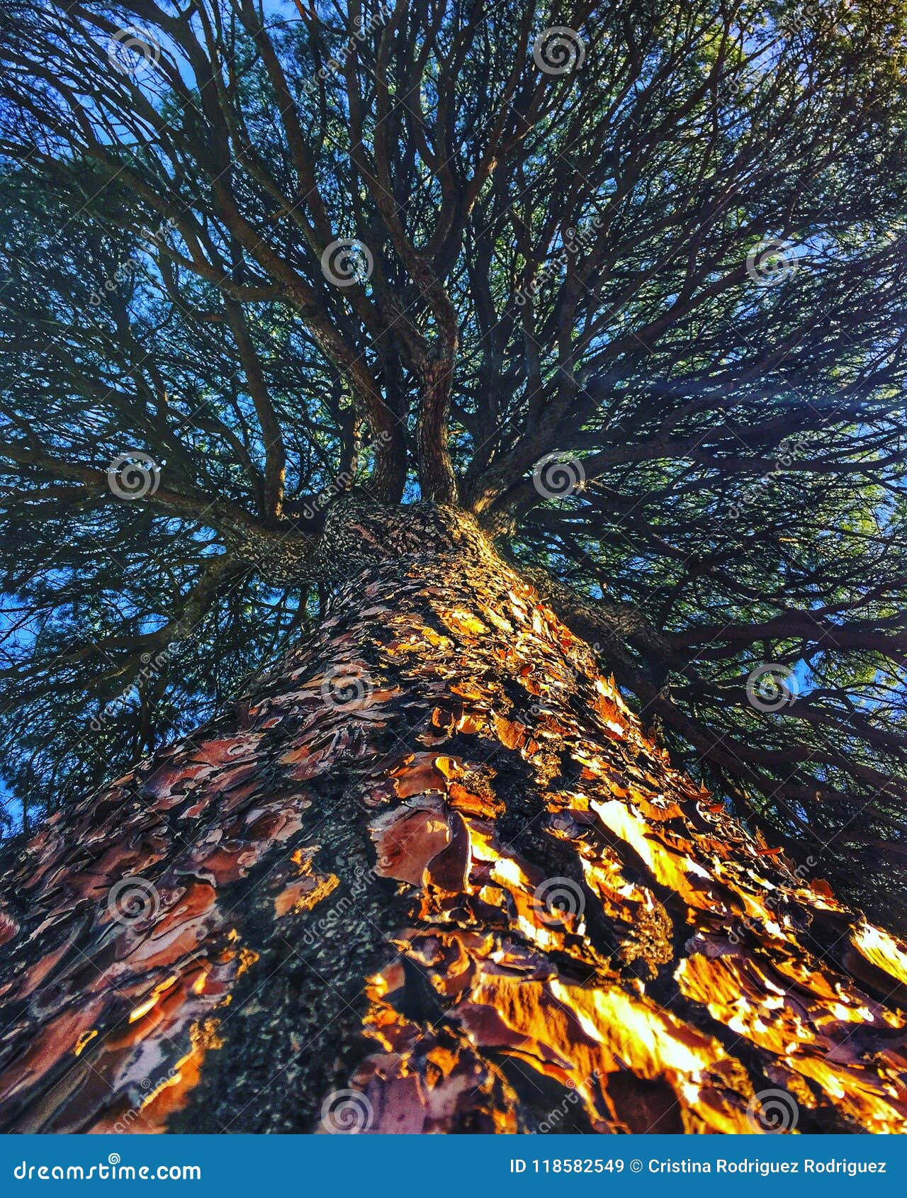 Neuronal tree stock image. Image of neurons, neuronal - 118582549