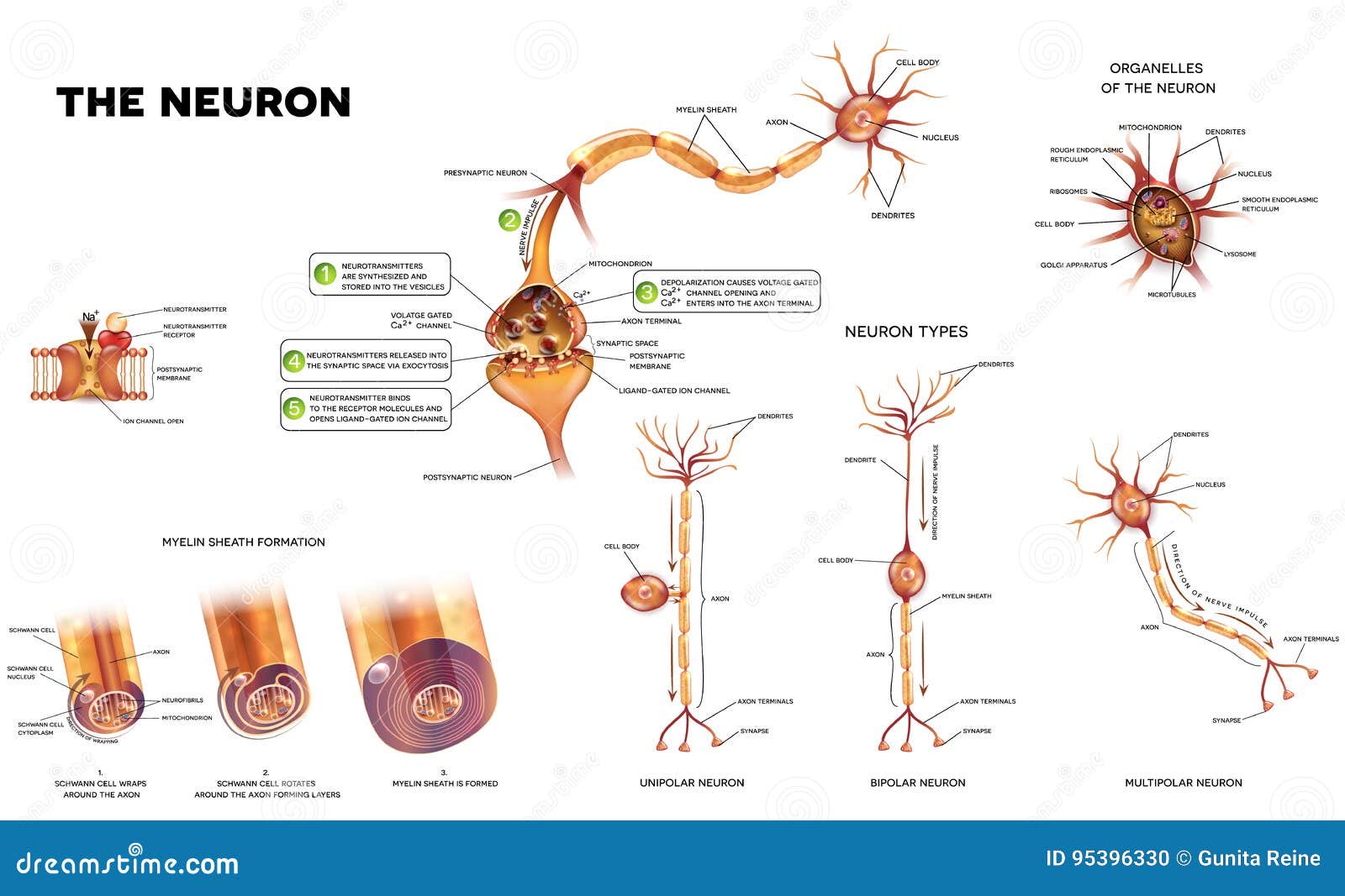 Nervcell Stock Illustrationer, Vektorer, & Clipart – (25,882 Stock ...