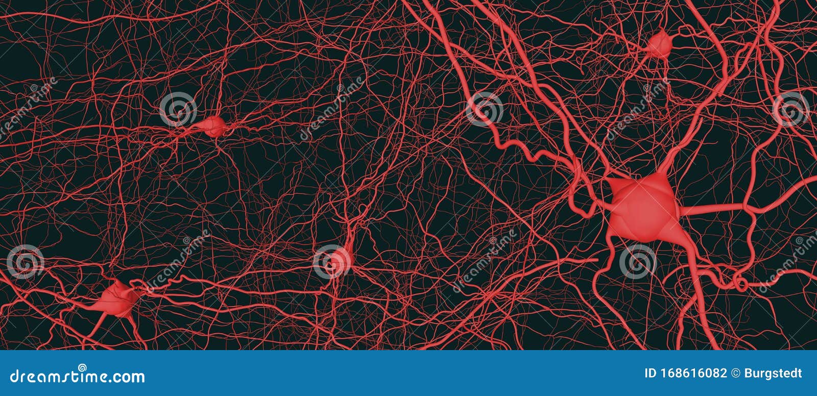 Neuronas Conectadas O Células Nerviosas Stock de ilustración ...