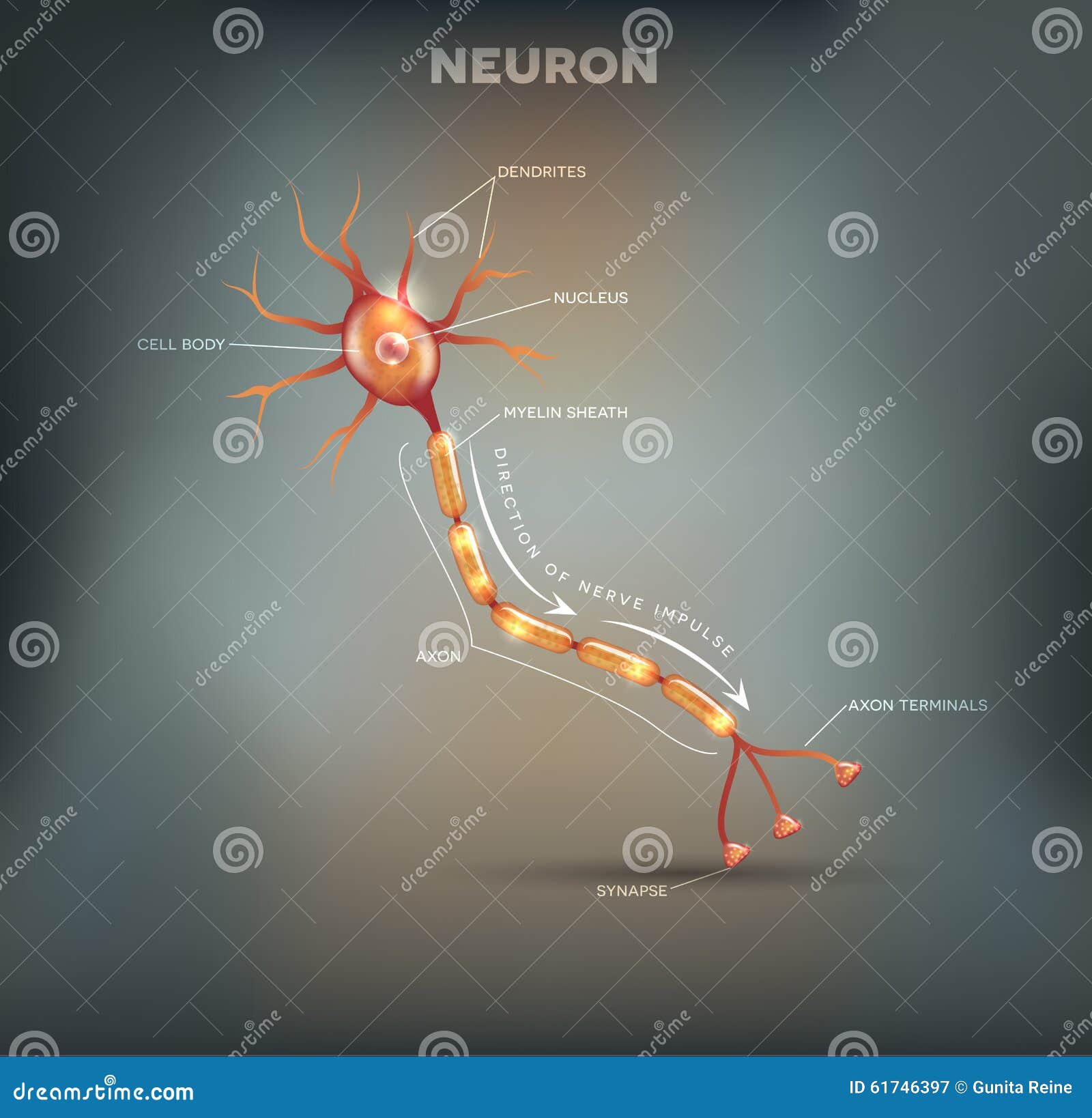 Neurone illustration de vecteur. Illustration du image - 61746397
