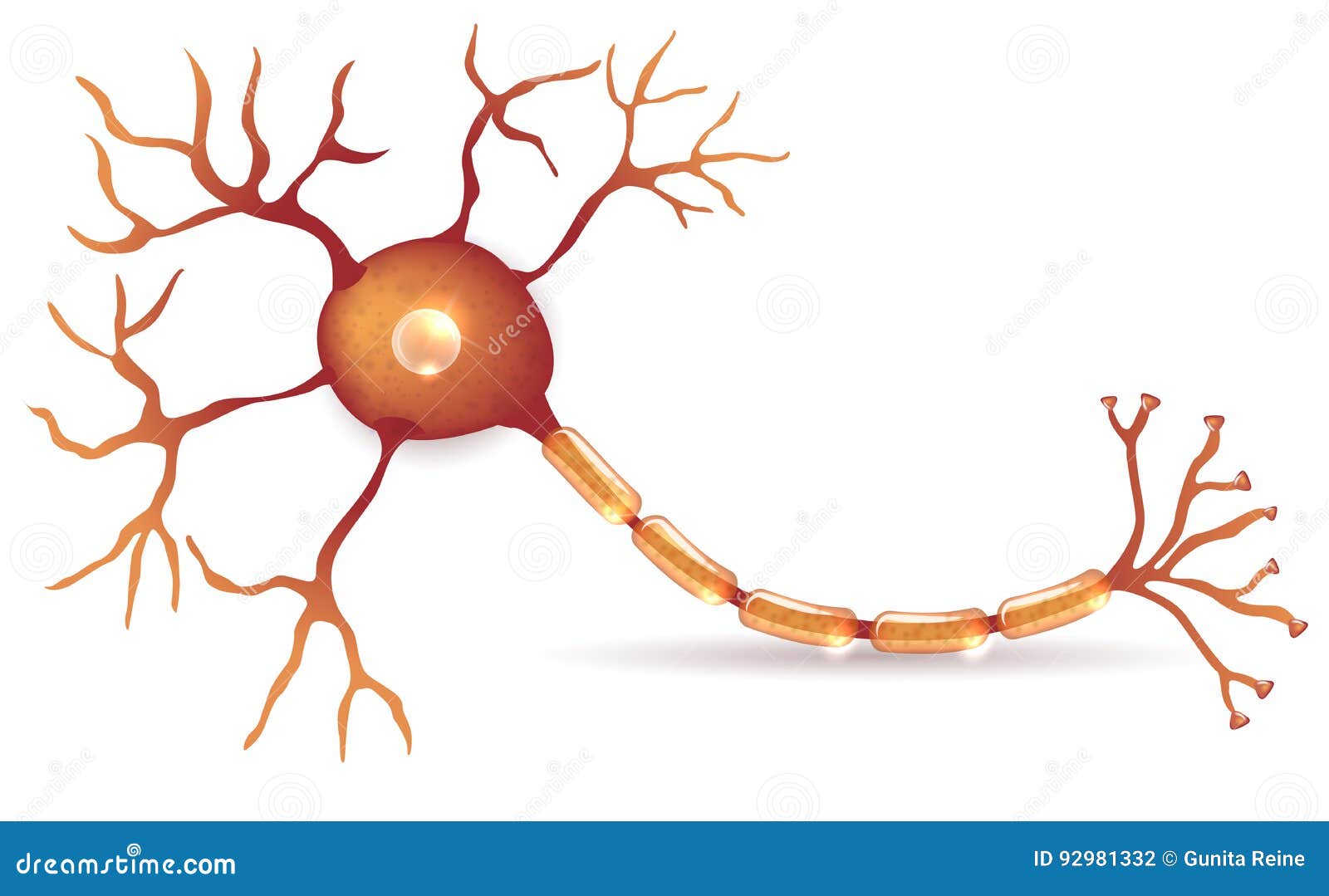 Neurone illustrazione vettoriale. Illustrazione di neurale - 92981332