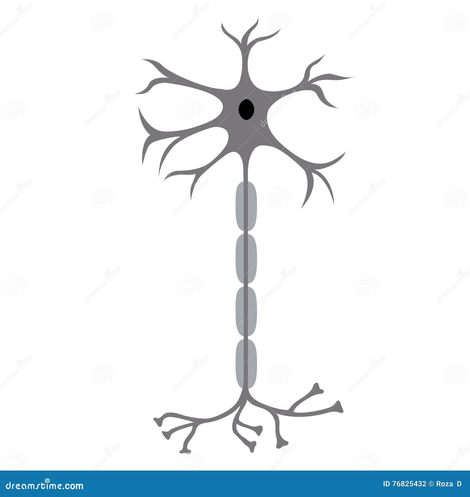 Neurone De Cellule Nerveuse Illustration de Vecteur - Illustration du ...