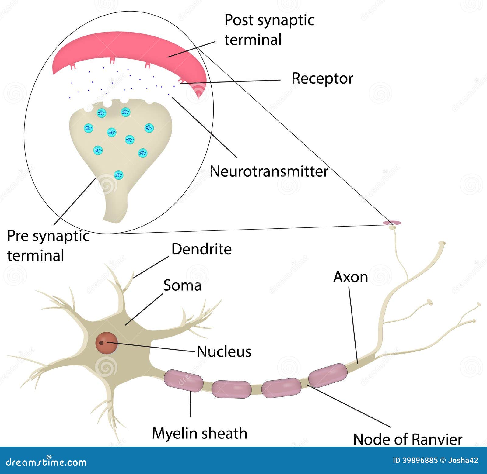 Neurone E Diagramma Identificato Sinapsi Illustrazione Vettoriale ...