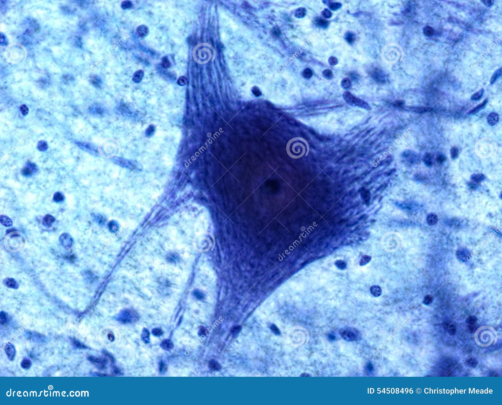 Neurone microscopique photo stock. Image du histologie - 54508496