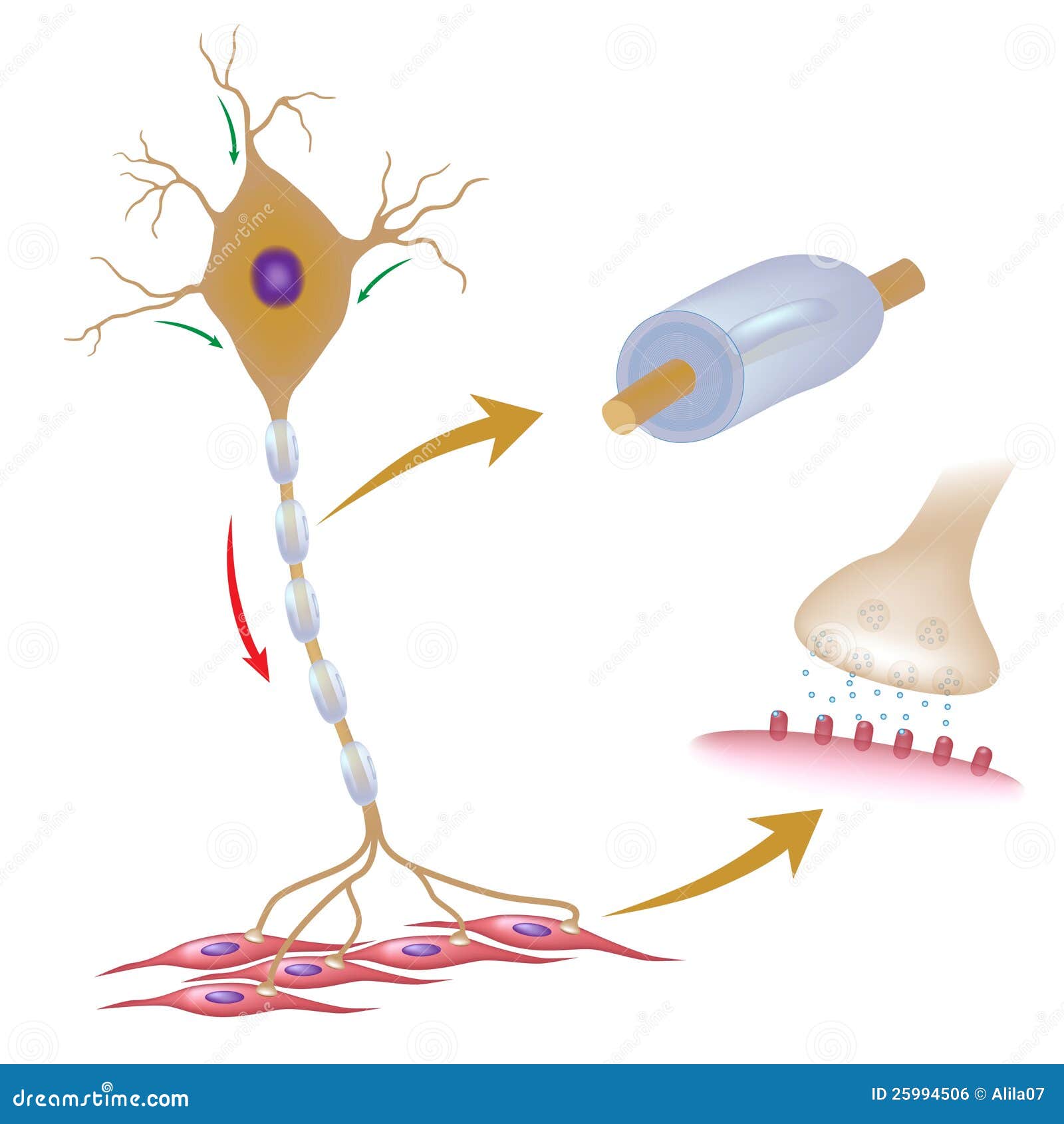 Neurone moteur illustration de vecteur. Illustration du tableau - 25994506