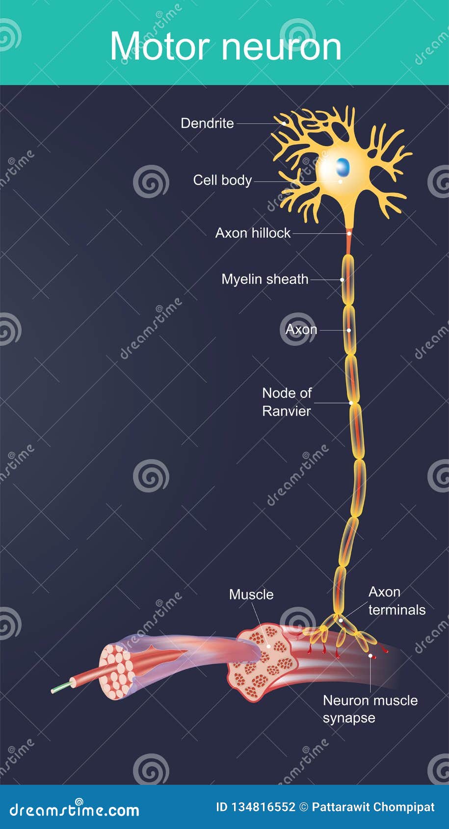 Neurone Moteur Illustration De Cellules D'anatomie Illustration de ...