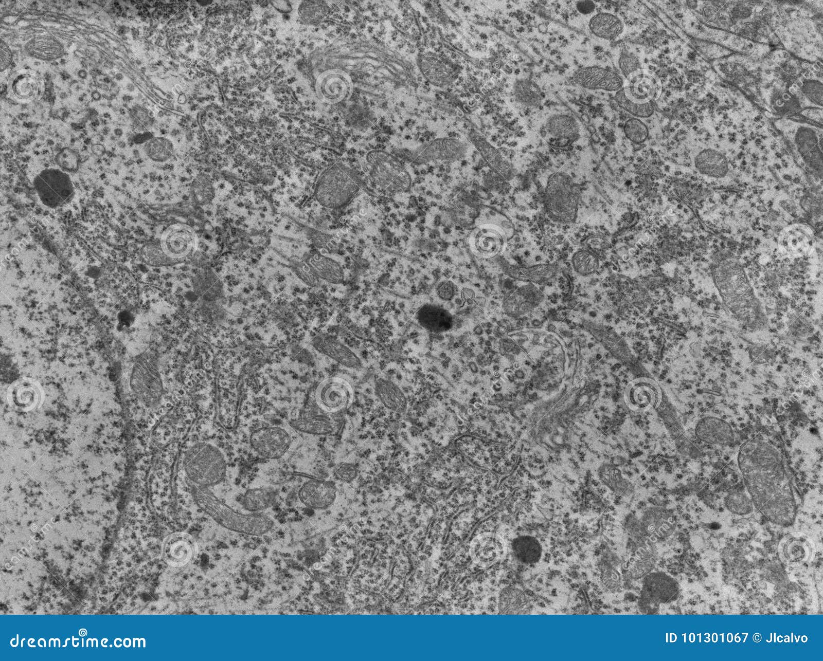 Neurone Organelles De Cellules, TEM Image stock - Image of ...