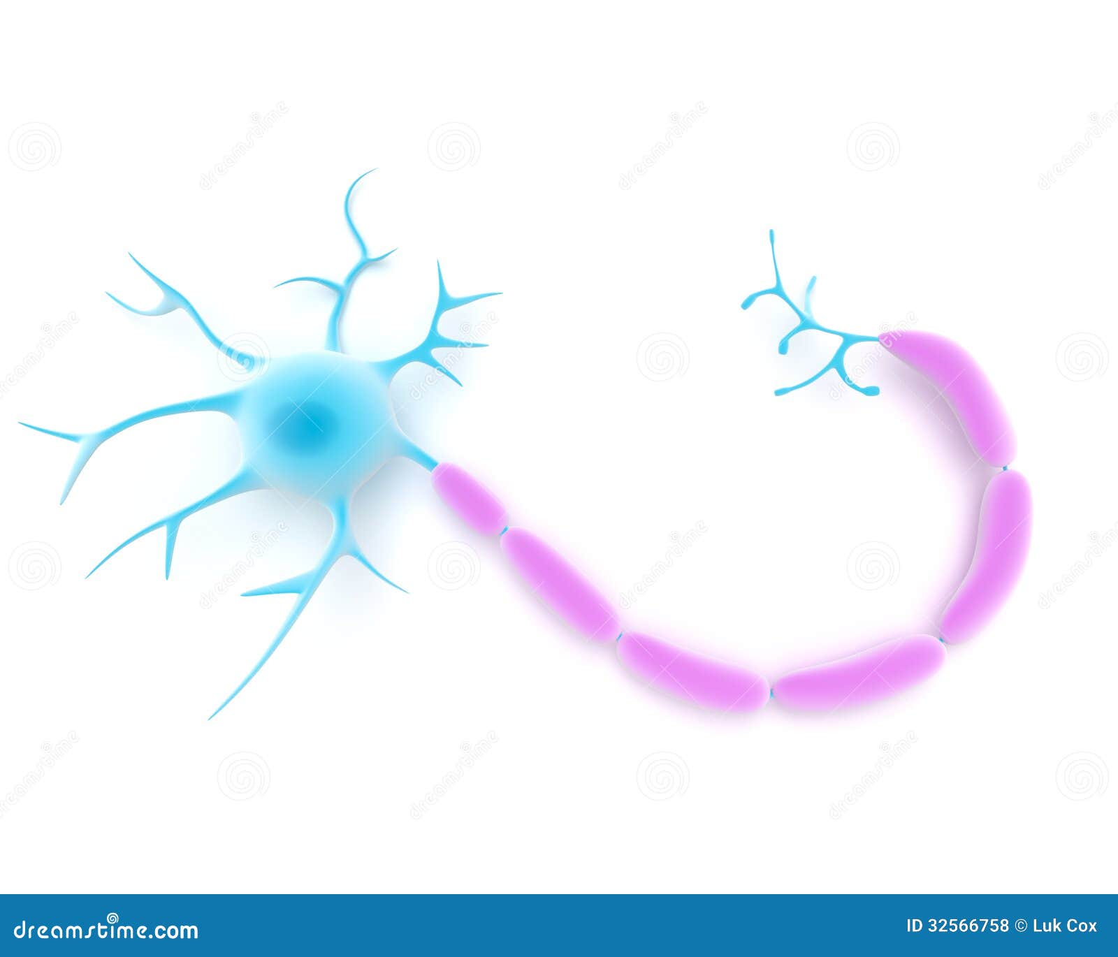 Neurone Ou Cellule Nerveuse Illustration Stock - Illustration du gaine ...