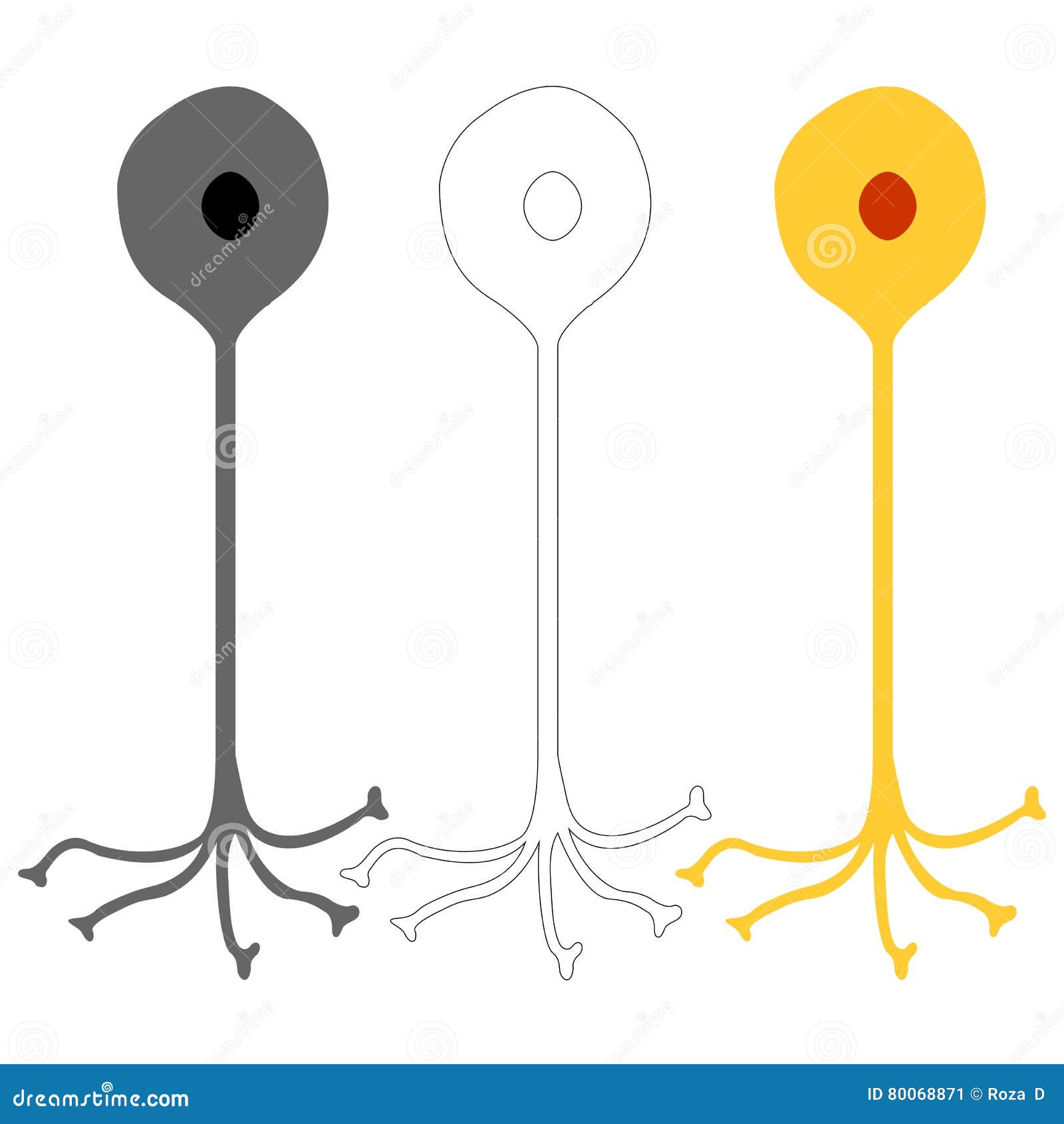 Neurone Unipolare, Neuroni Delle Cellule Nervose Illustrazione ...