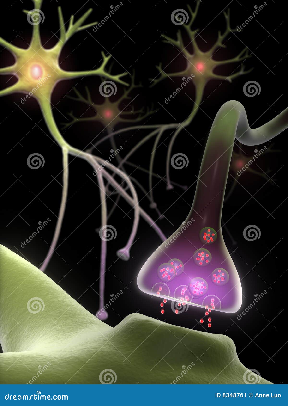 Neuronen und Synapse stock abbildung. Illustration von anatomie - 8348761