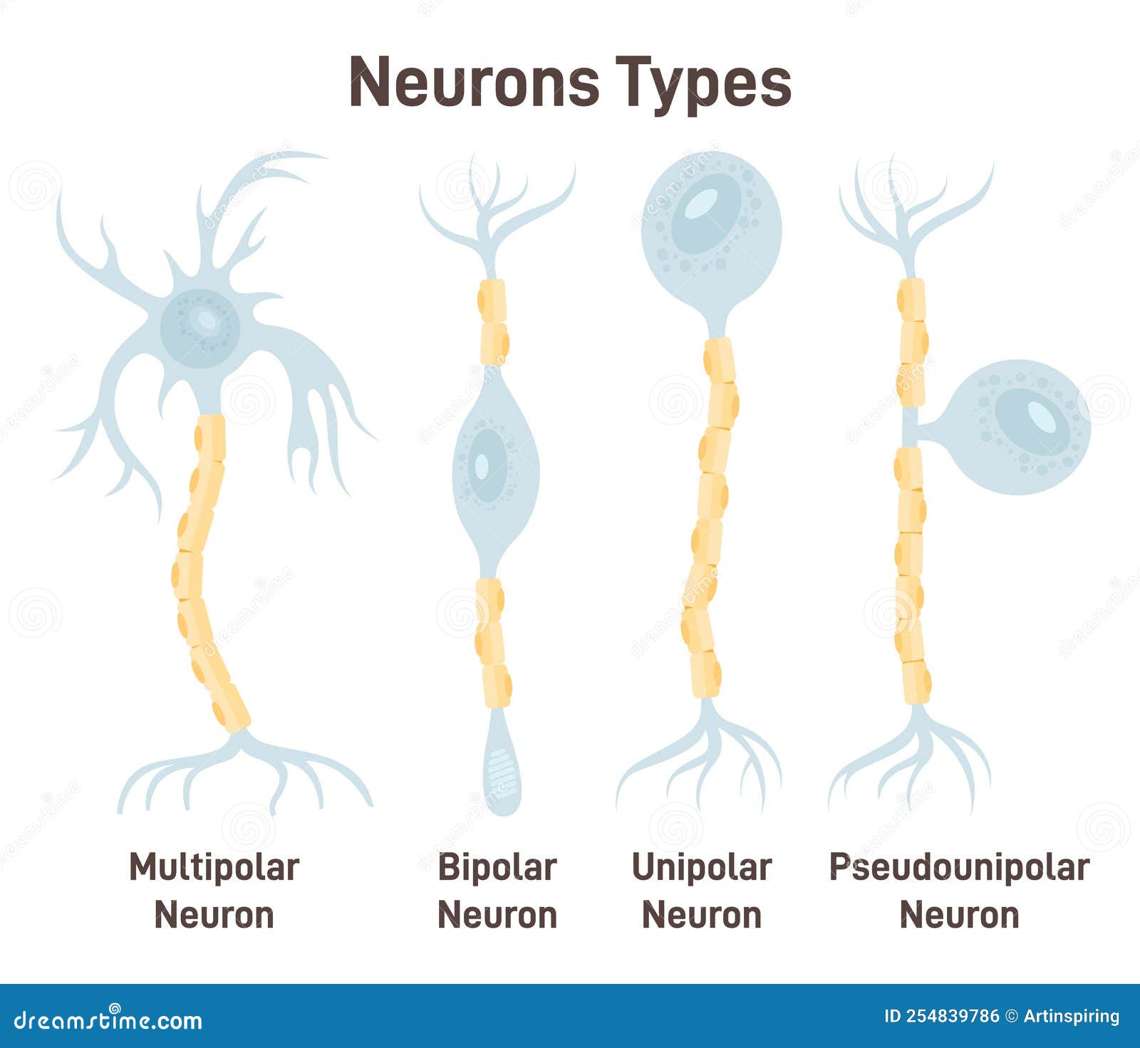 Neuronentypen. Unipolare Pseudounipolare Bipolare Und Multipolare ... Neuronentypen. Unipolare Pseudounipolare Bipolare Und Multipolare ...