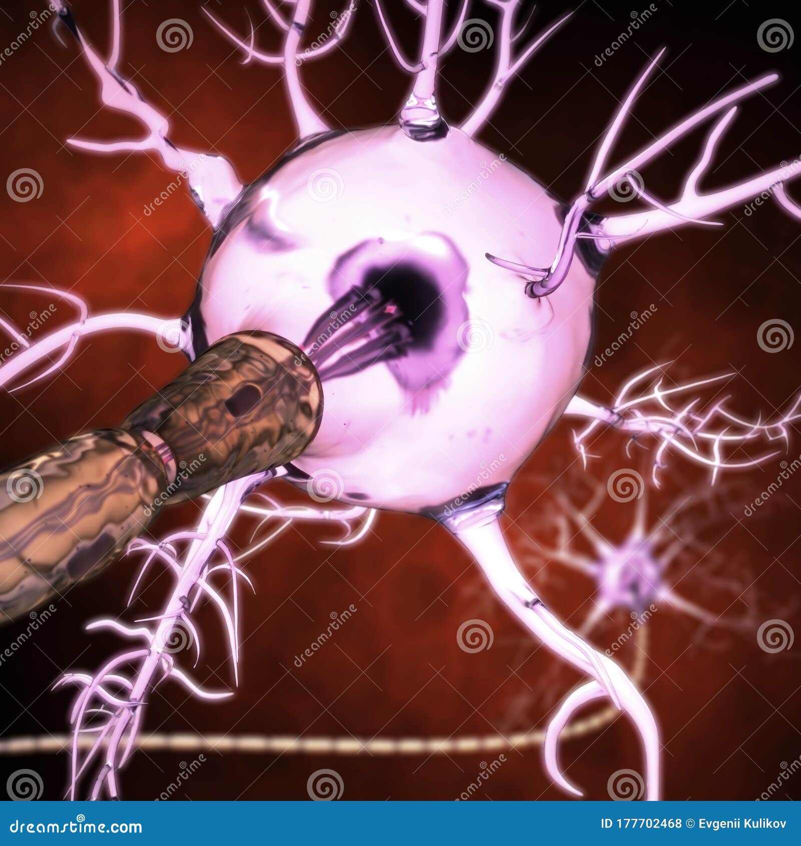 Spinal Cord Neuron Stock Photo | CartoonDealer.com #177702468