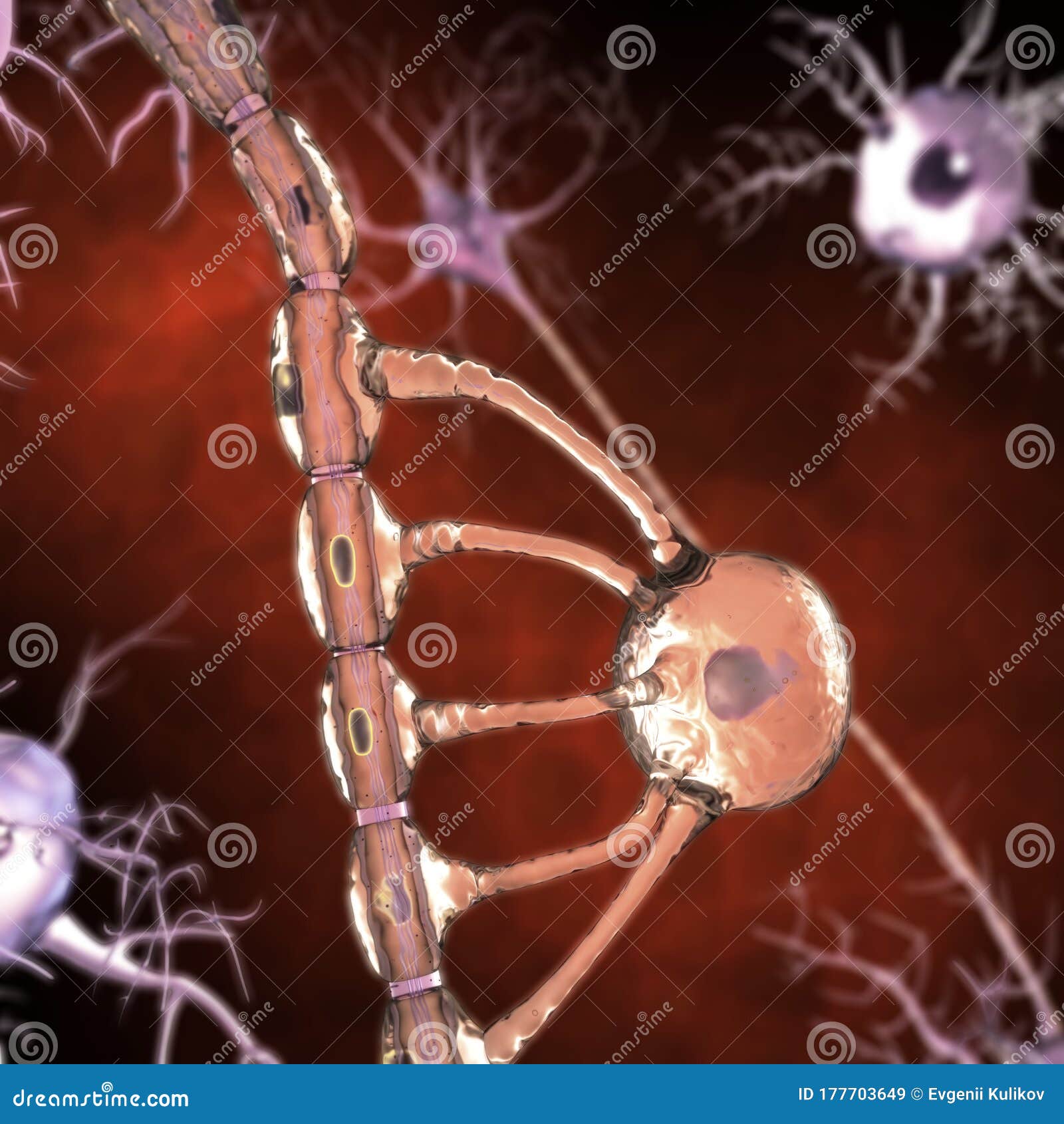 Spinal cord neuron stock illustration. Illustration of microworld ...