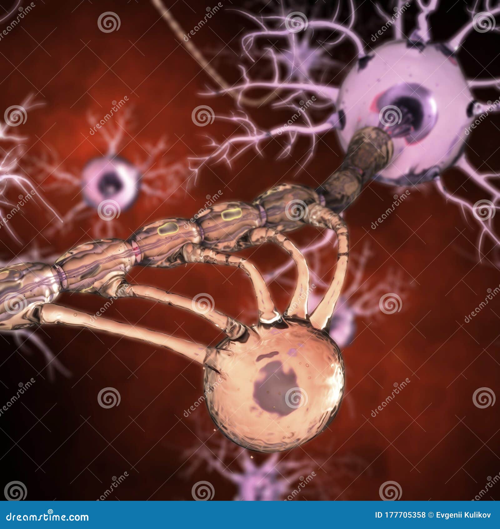 Spinal cord neuron stock illustration. Illustration of spinal - 177705358
