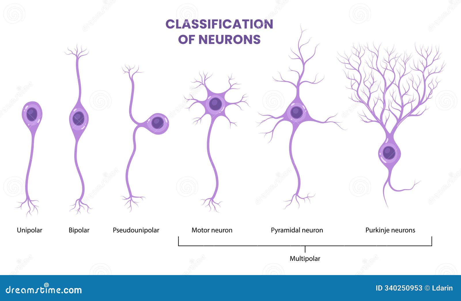 Neuron Bipolar Anatomy . Infographic Vector Illustration ...