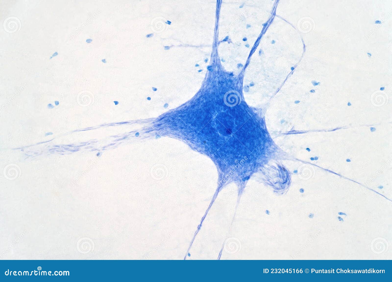 Neurons Cells from the Brain Under the Microscope View Stock Photo ...