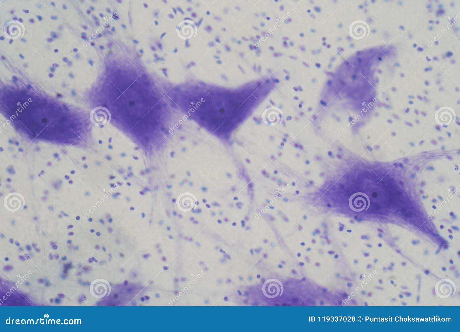 Neurons Cells from the Brain Under the Microscope View. Stock Photo ...