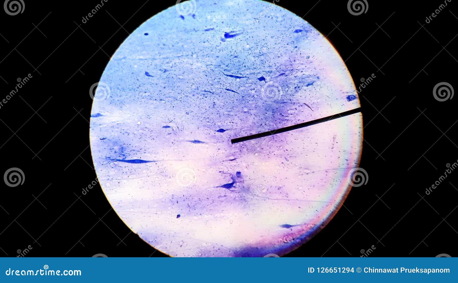 Neurons Cells from Medulla. Stock Photo - Image of laboratory ...