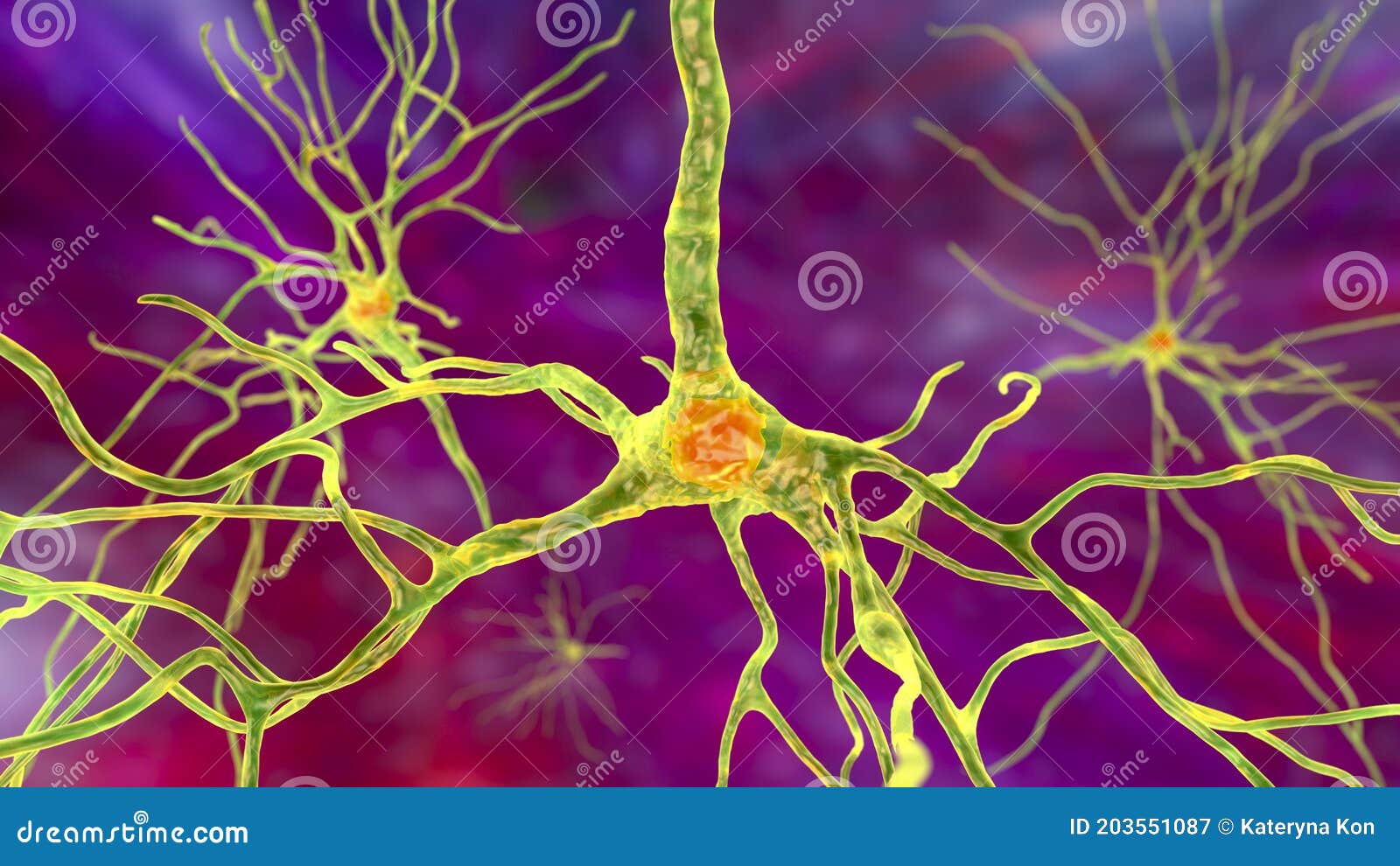 Neurons, Brain Cells, Located in the Frontal Lobe of the Human Brain ...