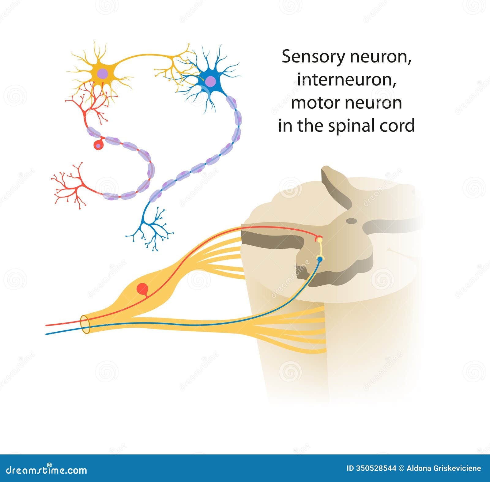 Interneuron Cartoons, Illustrations & Vector Stock Images - 97 Pictures ...