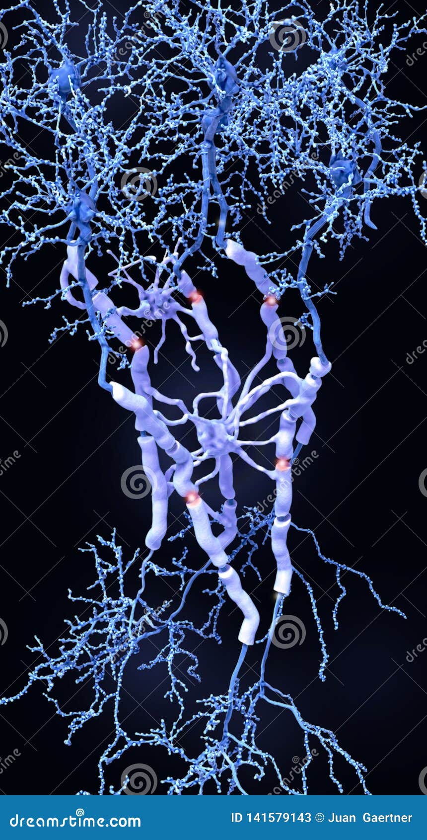 Neurons with Myelin Sheaths Produced by Oligodendrocytes Stock ...