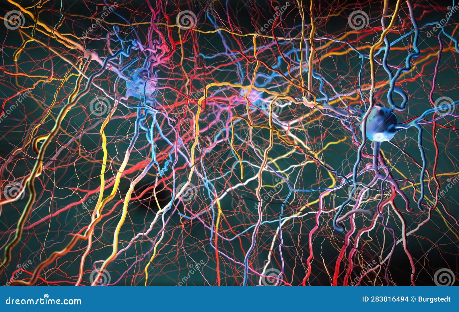 Neurons Or Nerve Cells Connected In Neuronal Network Stock Illustration ...